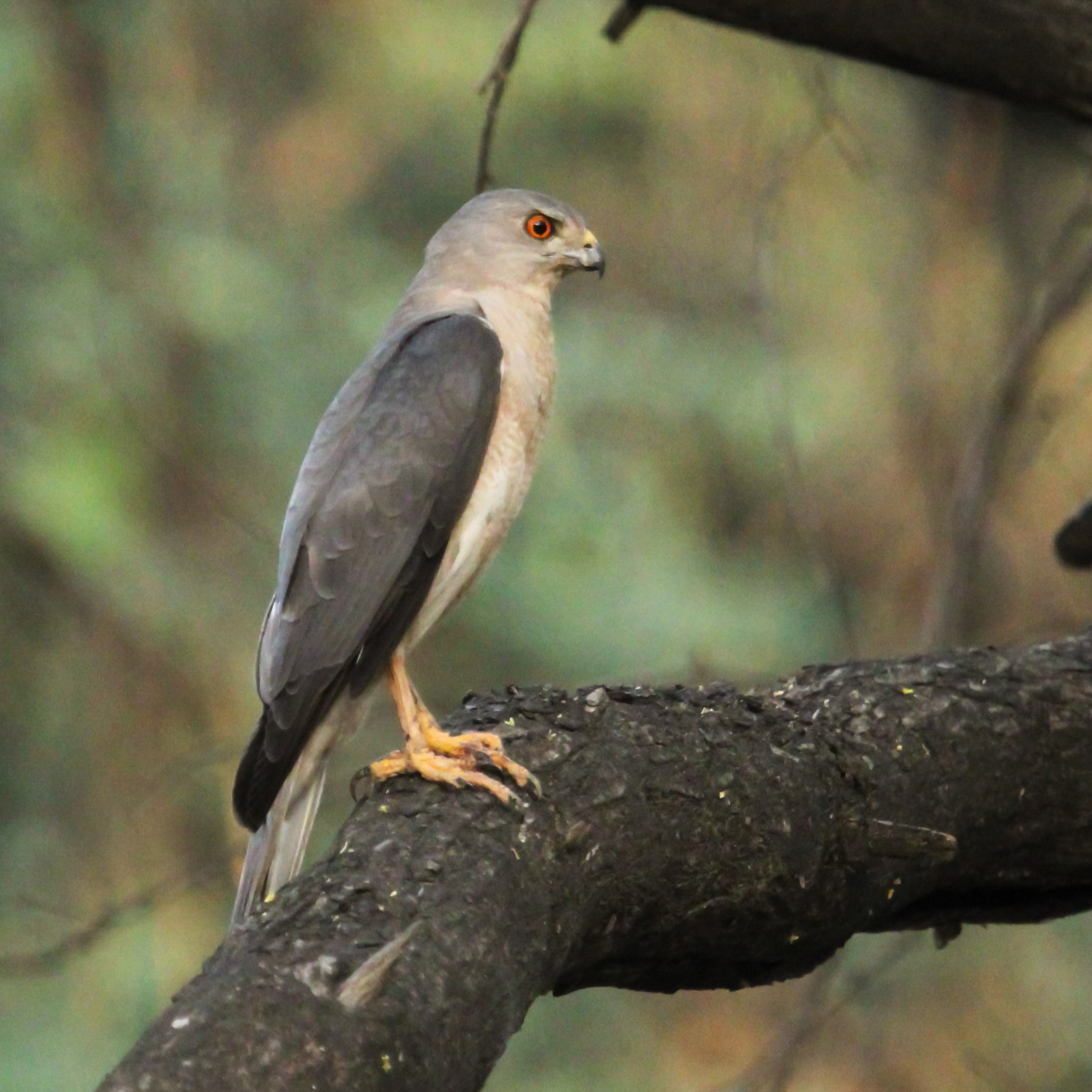 Sukhna Lake Reserve Forest – naturetrail