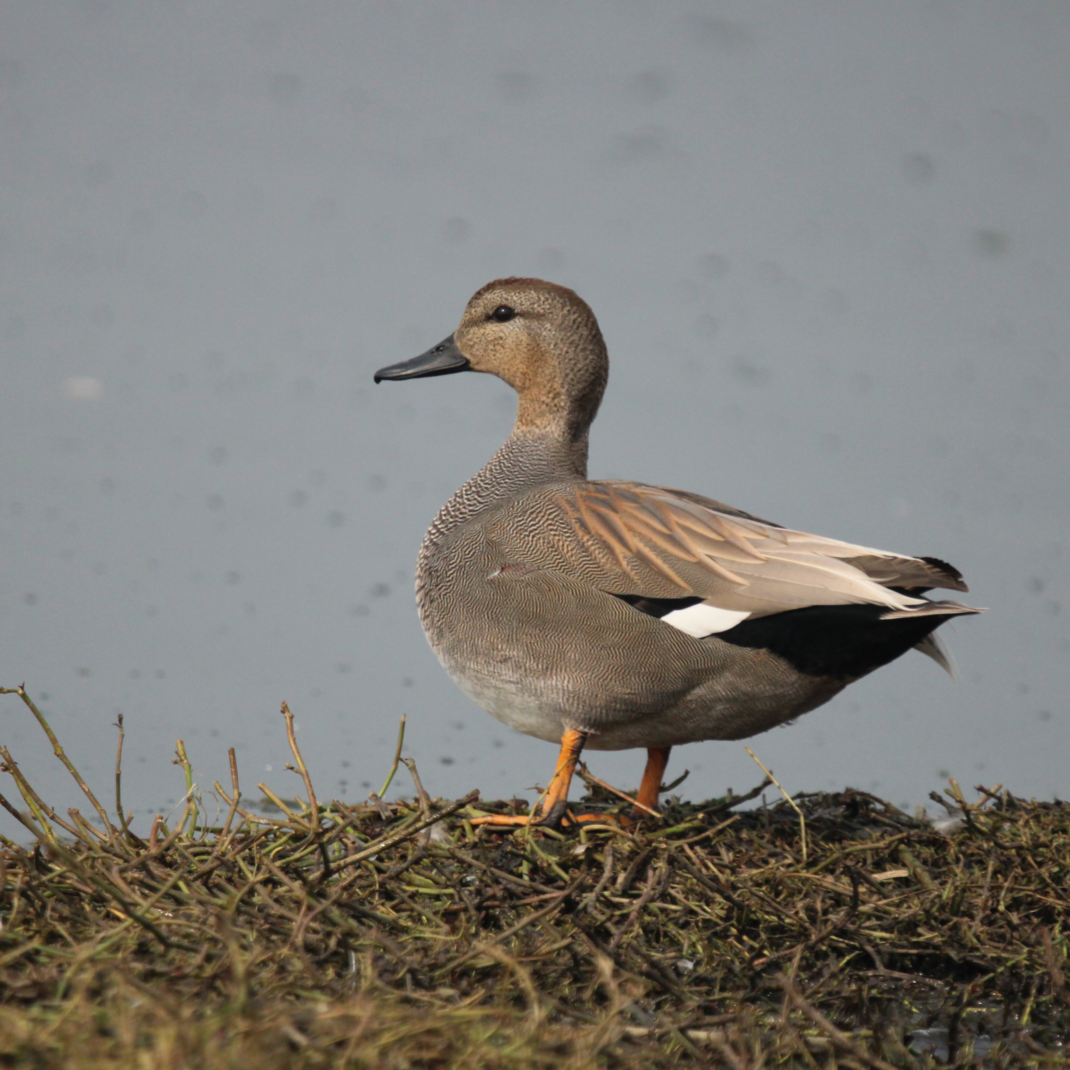 Mote Majra Wetland- A perfect homestay for winged guests – naturetrail