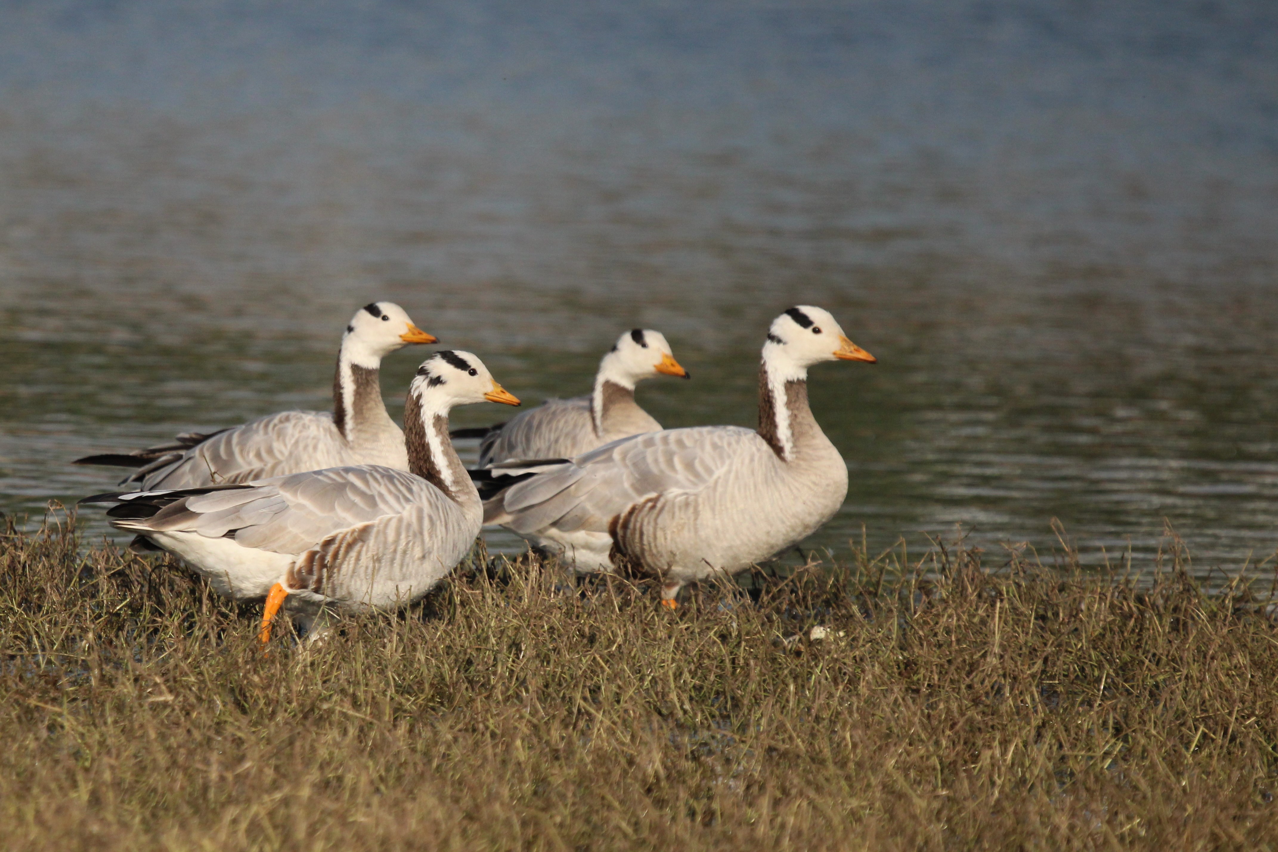 Mote Majra Wetland- A perfect homestay for winged guests – naturetrail