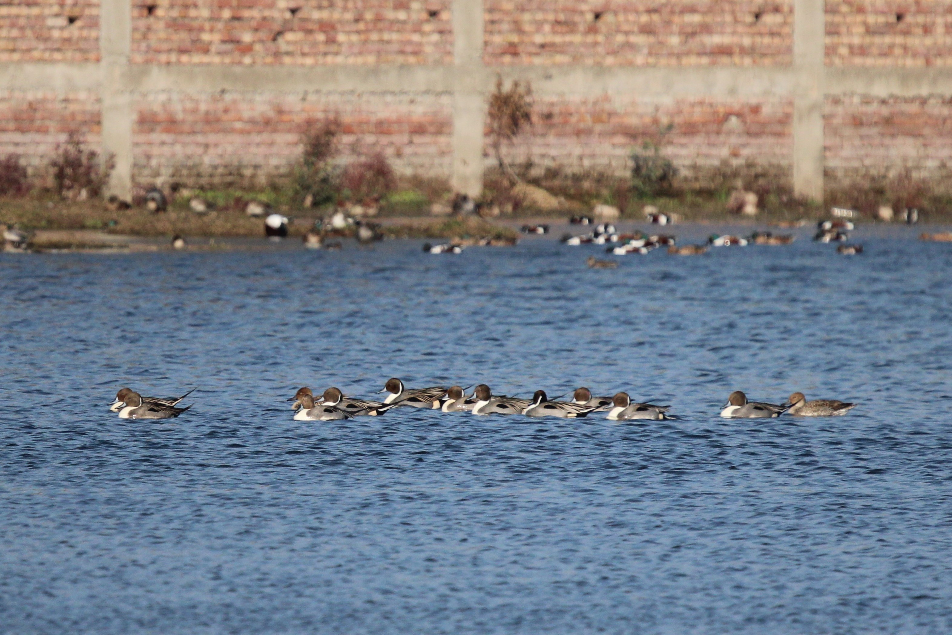 Mote Majra Wetland- A perfect homestay for winged guests – naturetrail