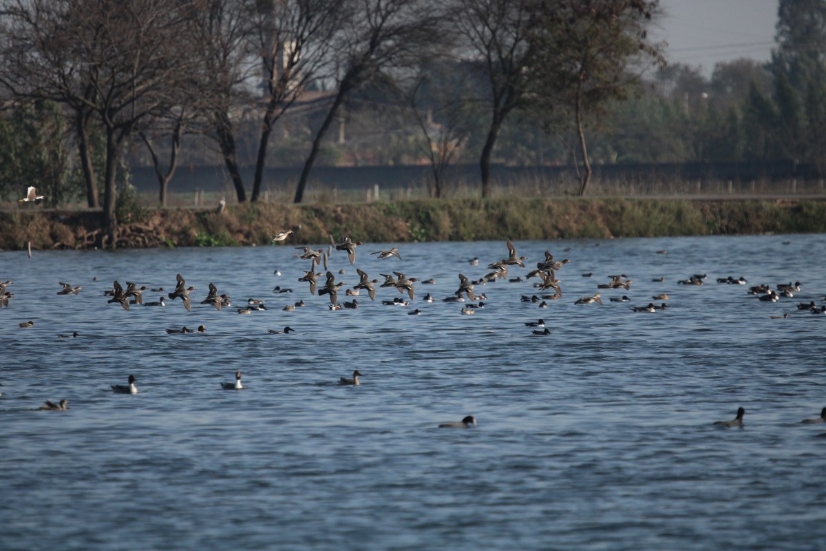 Mote Majra Wetland- A perfect homestay for winged guests – naturetrail