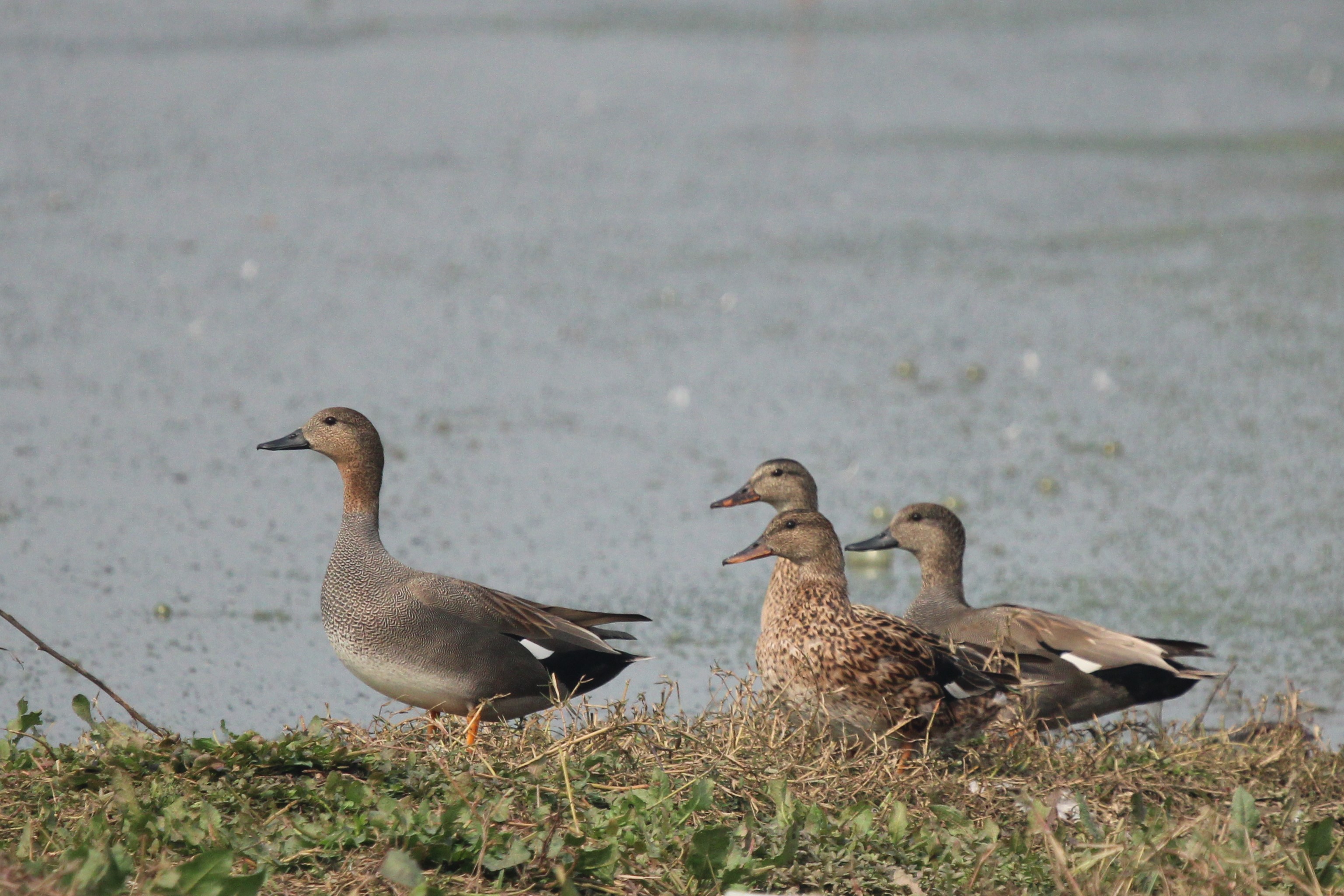 Mote Majra Wetland- A perfect homestay for winged guests – naturetrail
