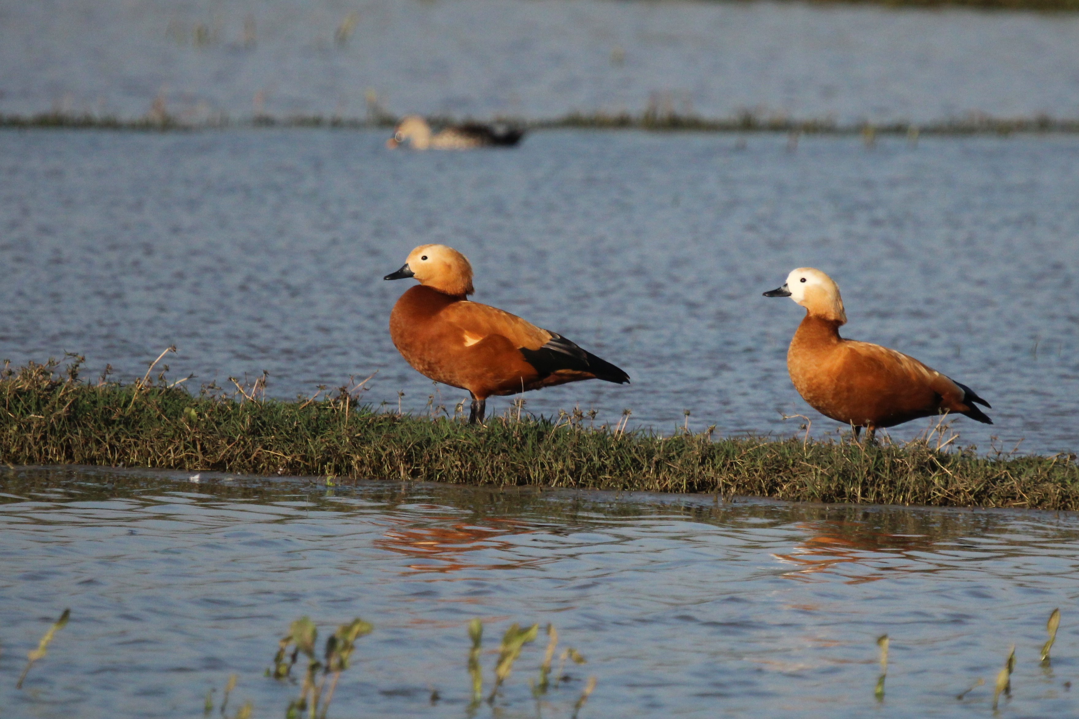 Mote Majra Wetland- A perfect homestay for winged guests – naturetrail