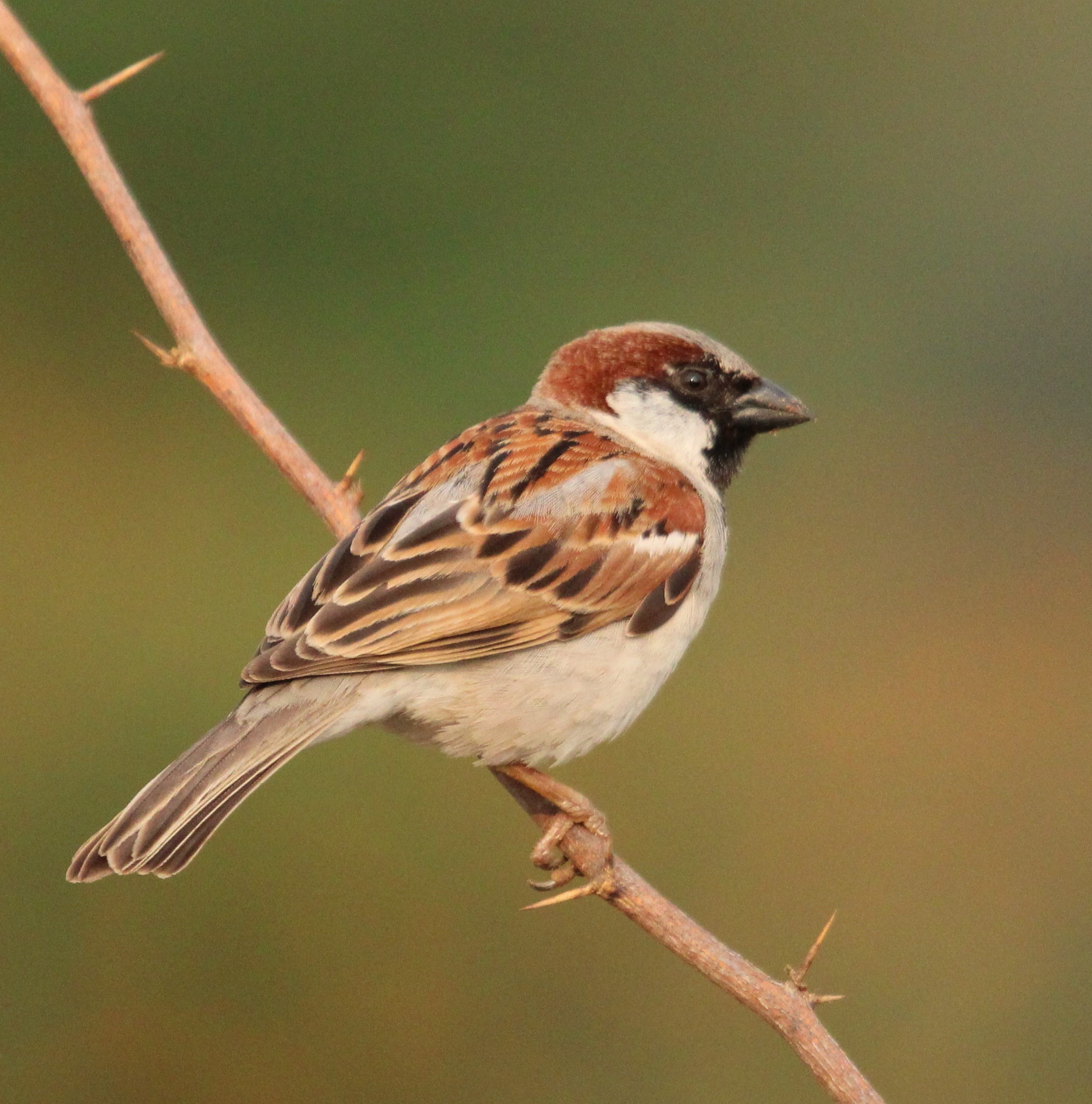 World Sparrow Day – Celebrating the small but Mighty Birds – naturetrail