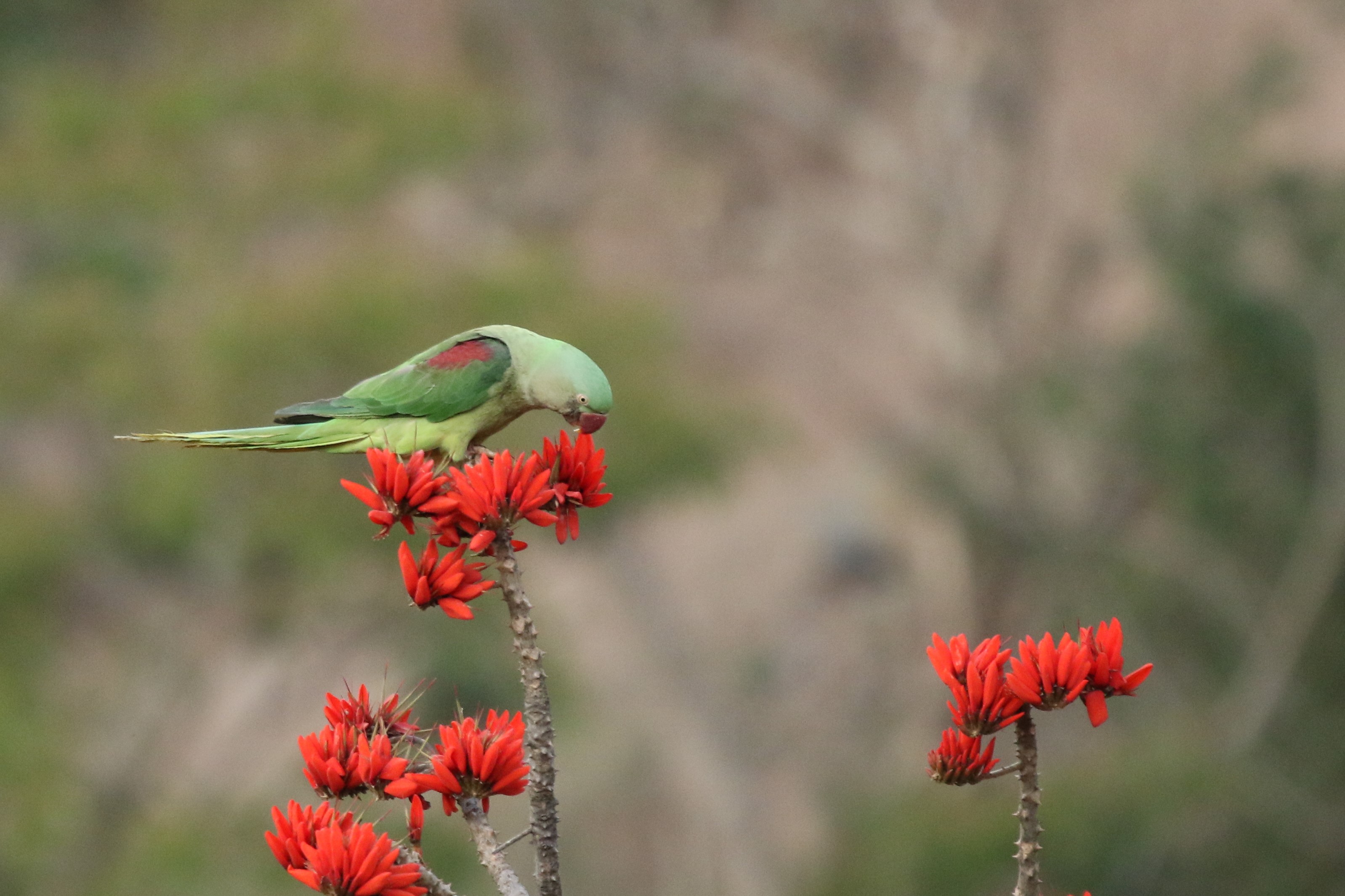 Alexandrine Parakeet – naturetrail
