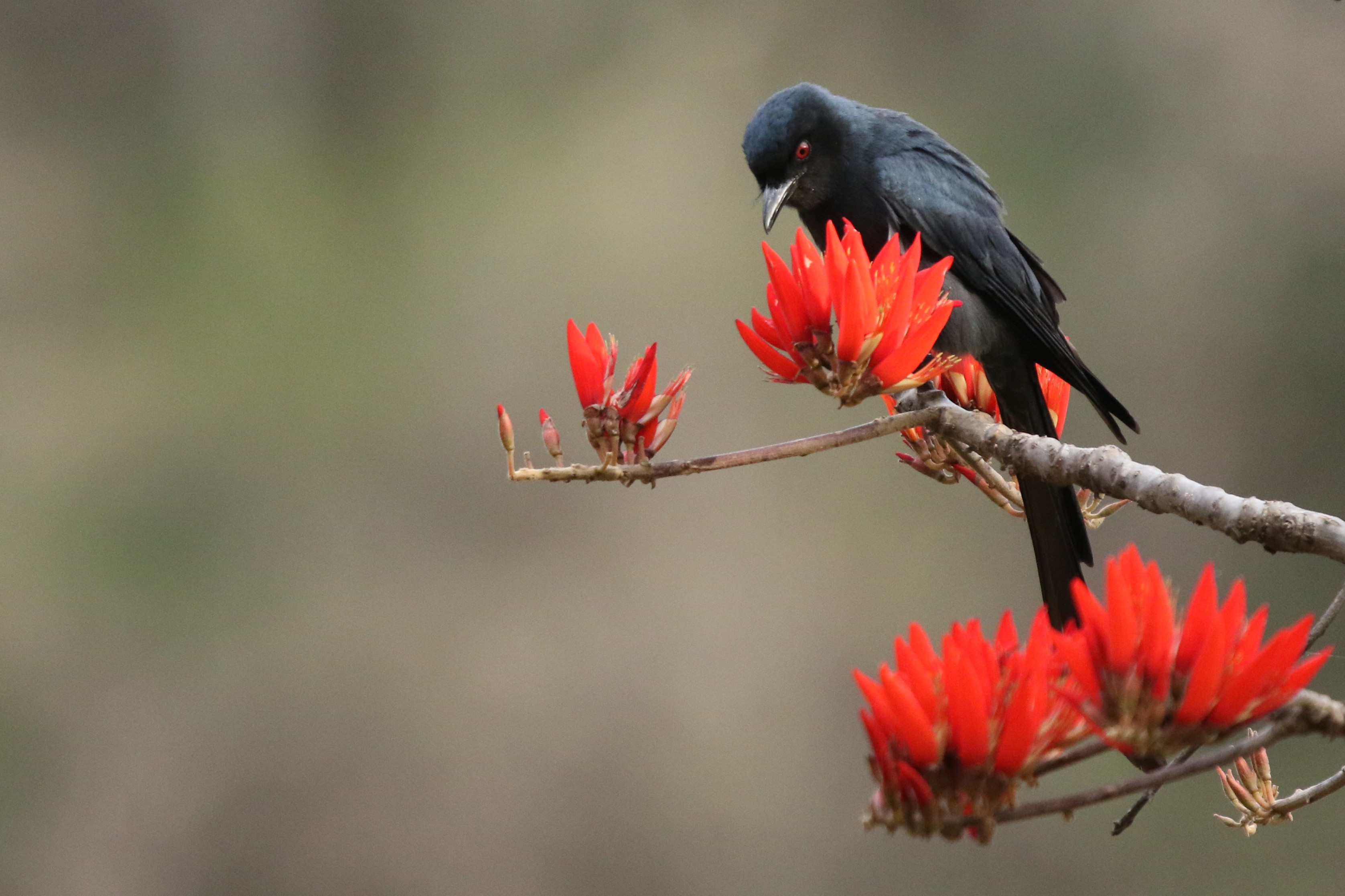 Ashy Drongo – naturetrail