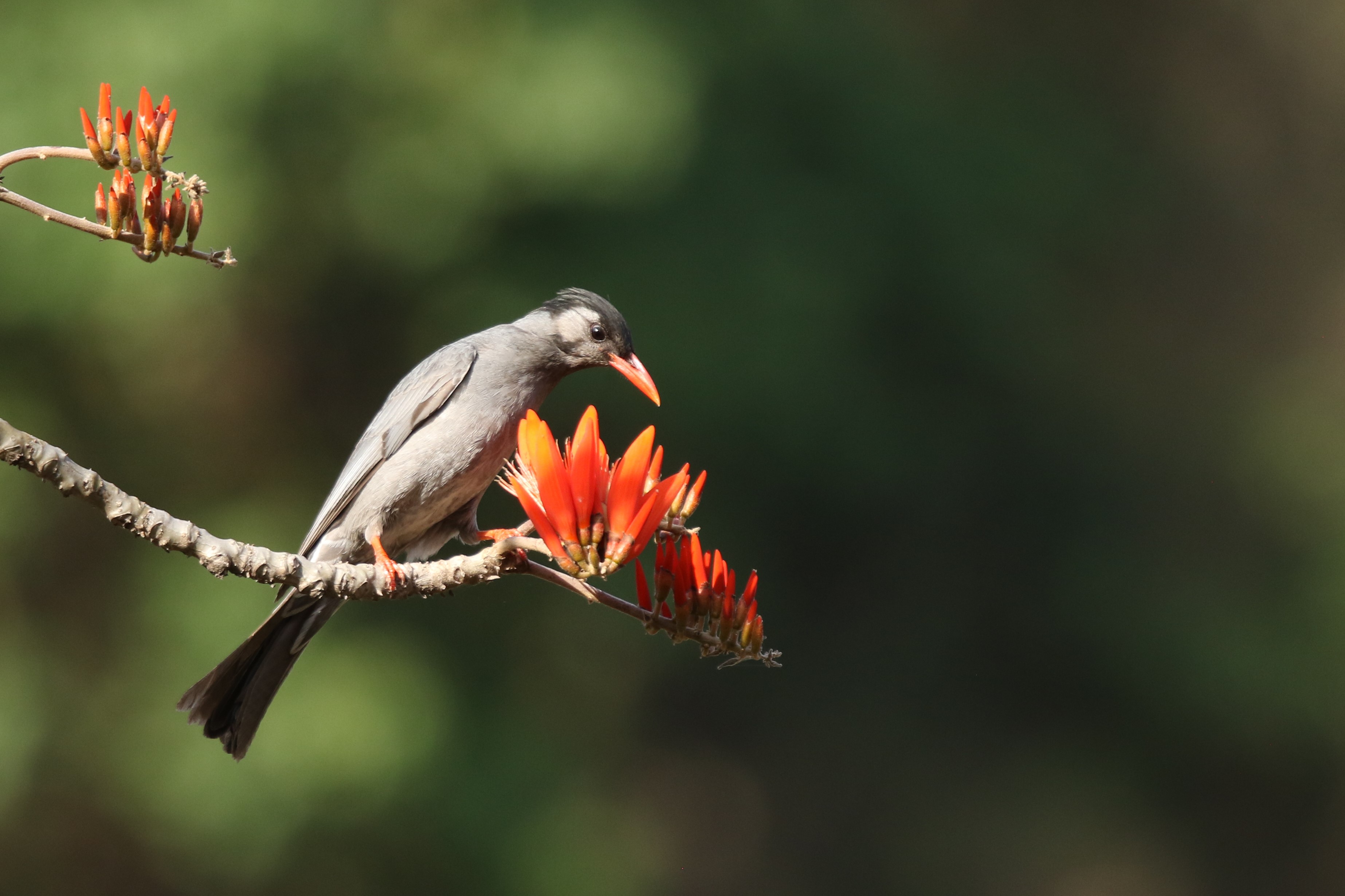 The Chakki Mor Files – naturetrail