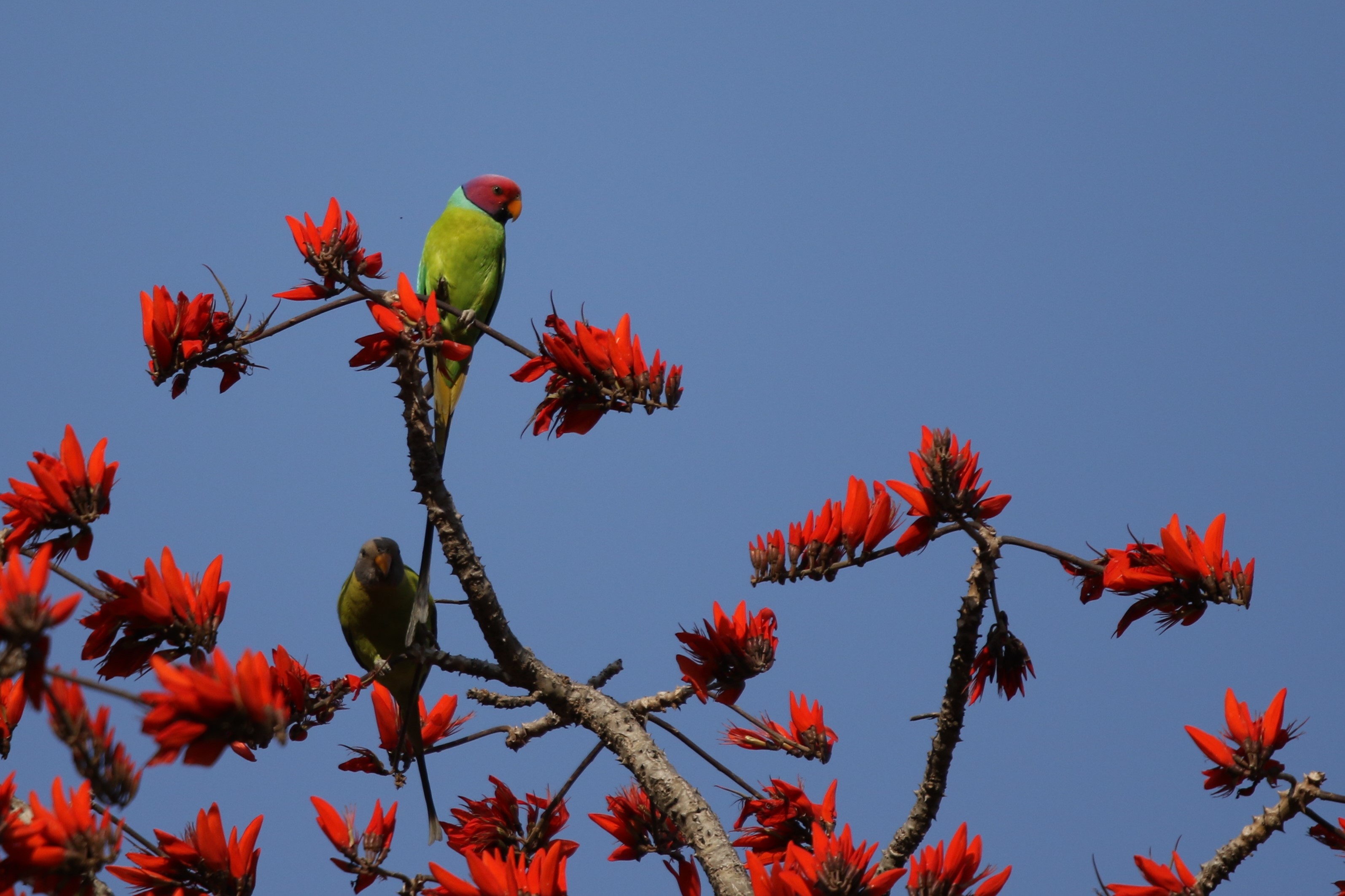 Plum-headed Parakeet – naturetrail