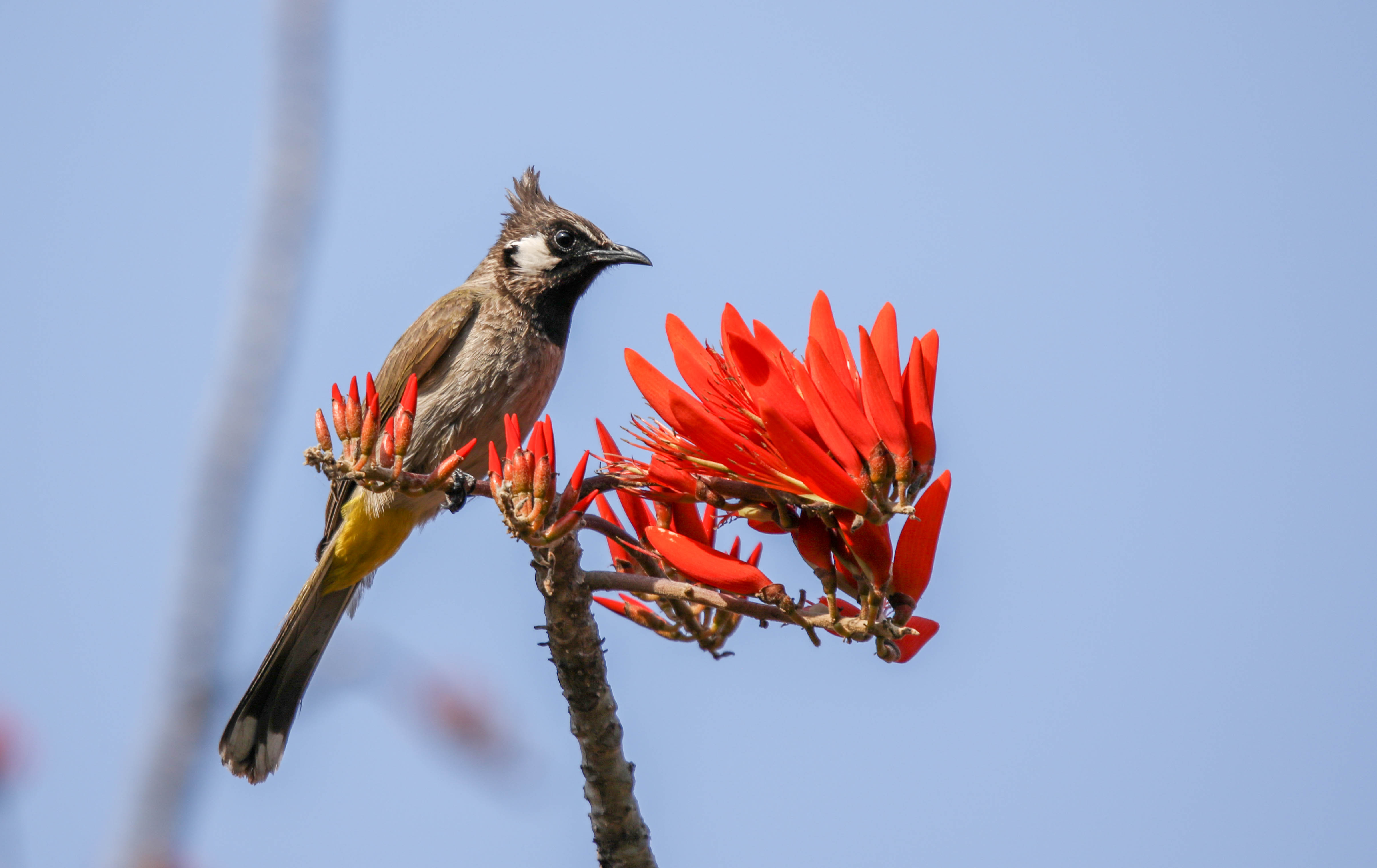 The Chakki Mor Files – naturetrail