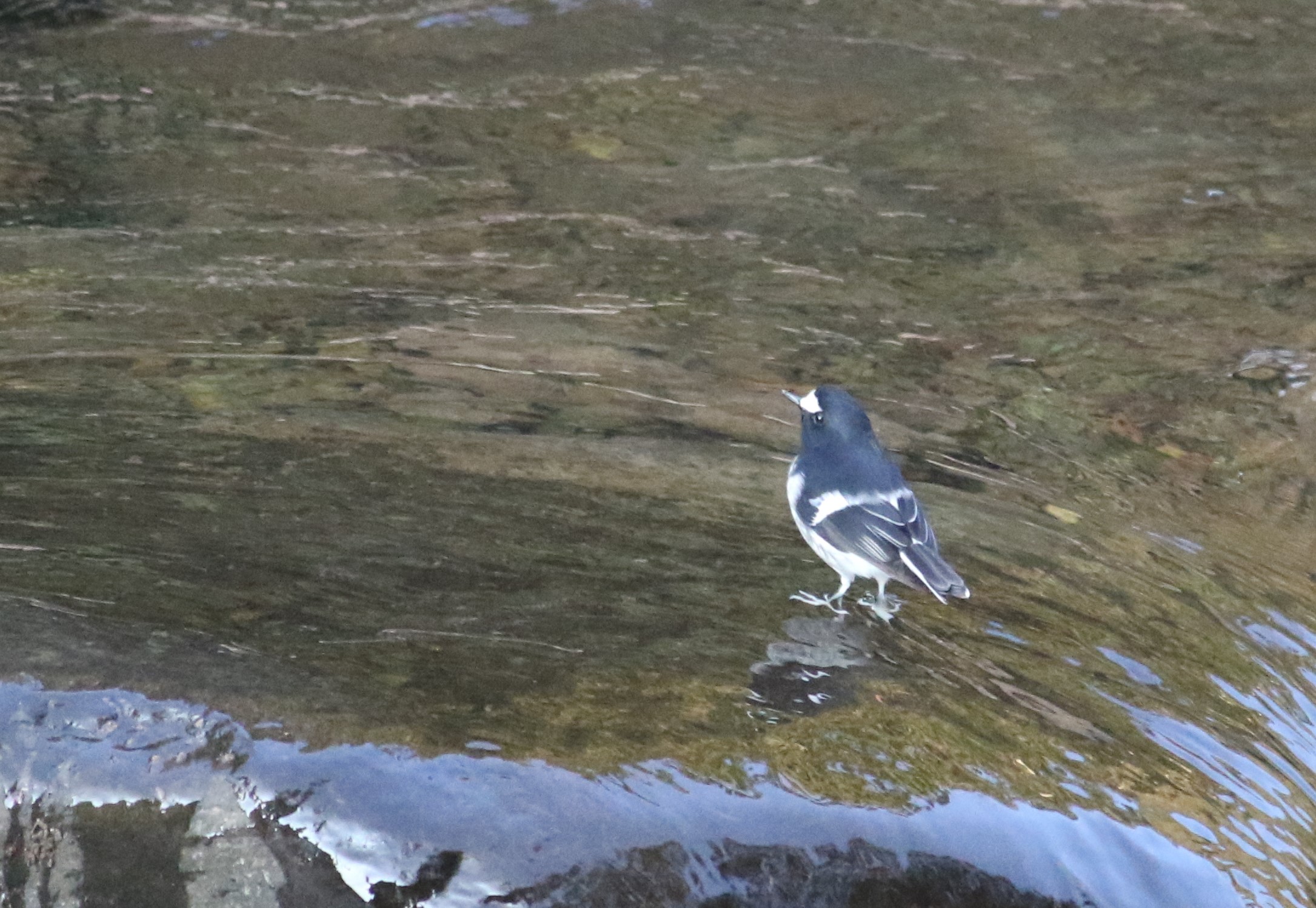 The Chakki Mor Files – naturetrail