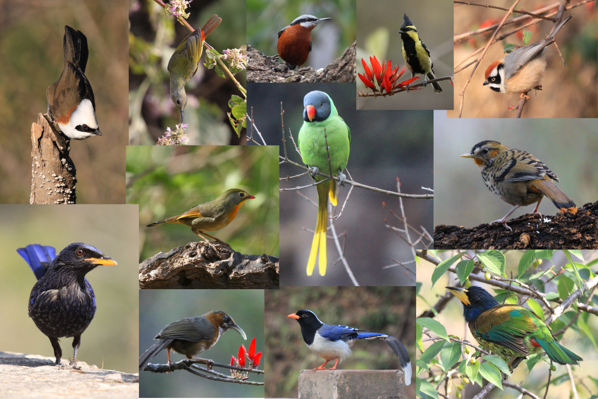 The Chakki Mor Files – naturetrail