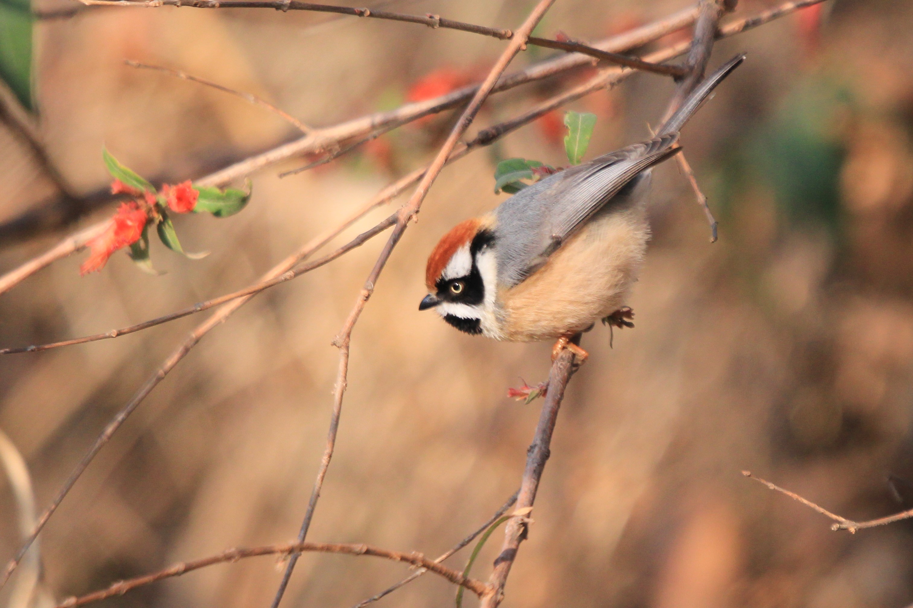 The Chakki Mor Files – naturetrail