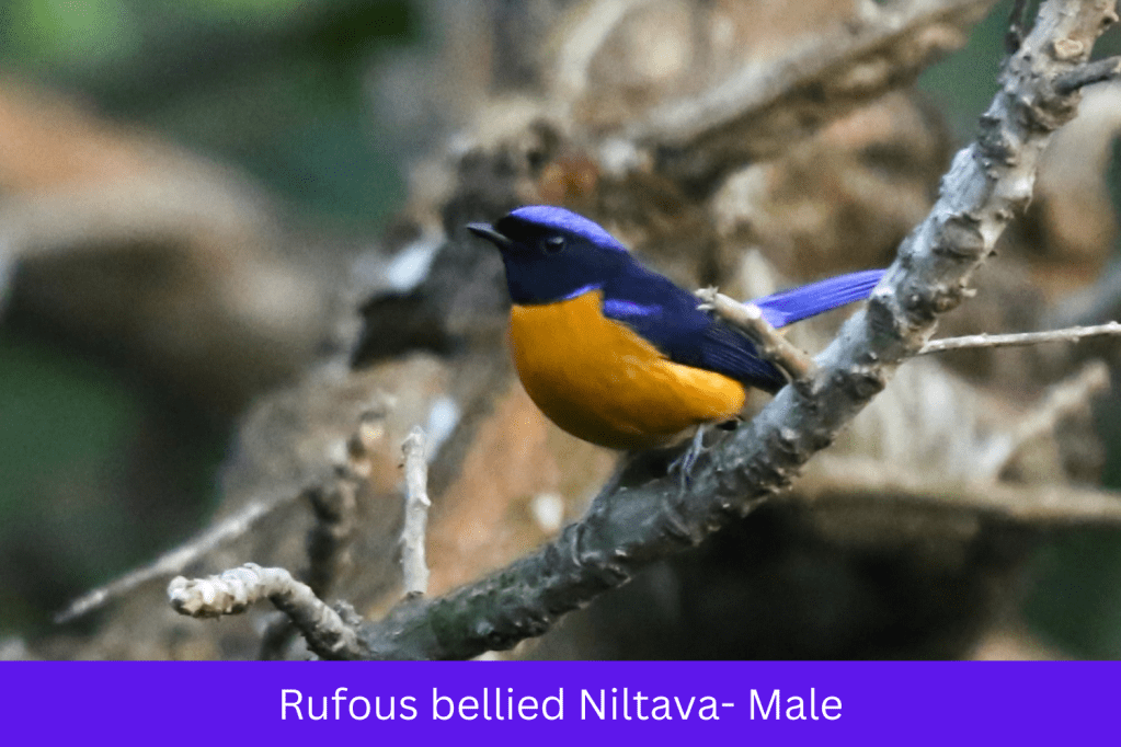 Kaleidoscope of Colors – naturetrail