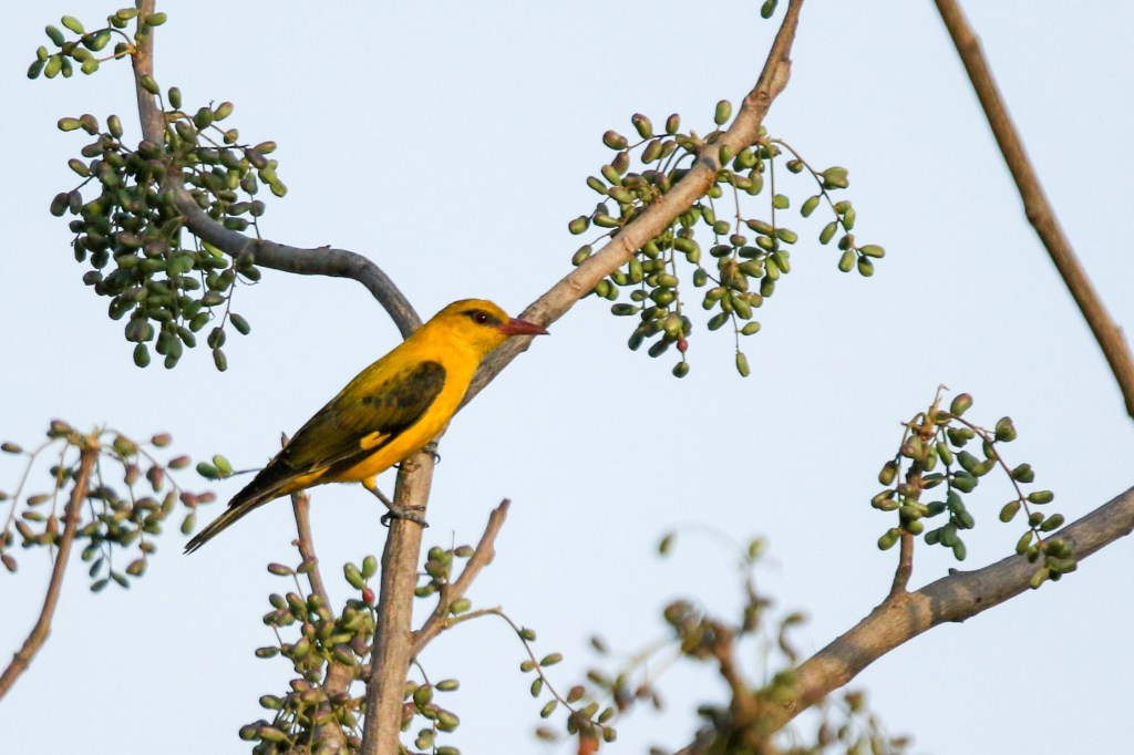 Hidden Treasures of Thapli – naturetrail