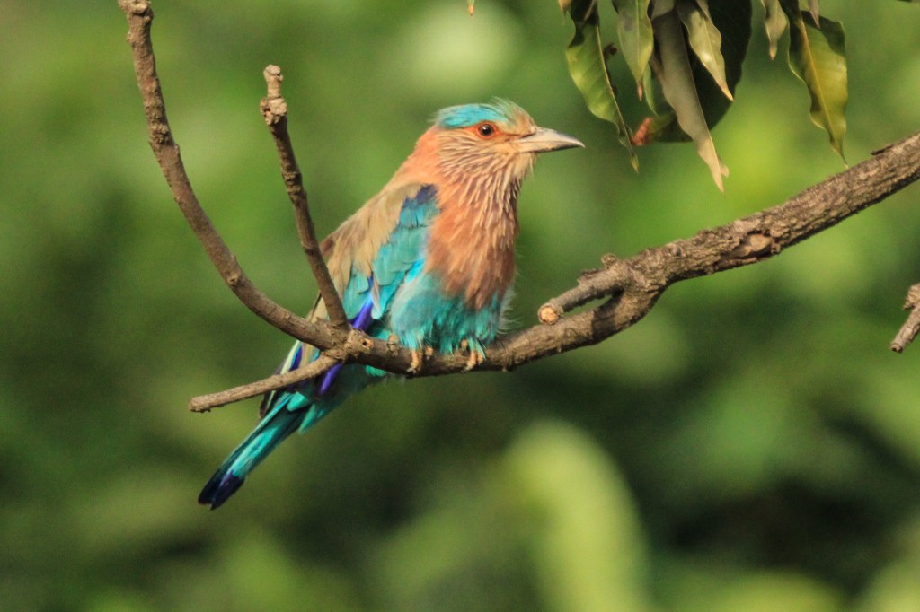 Hidden Treasures of Thapli – naturetrail